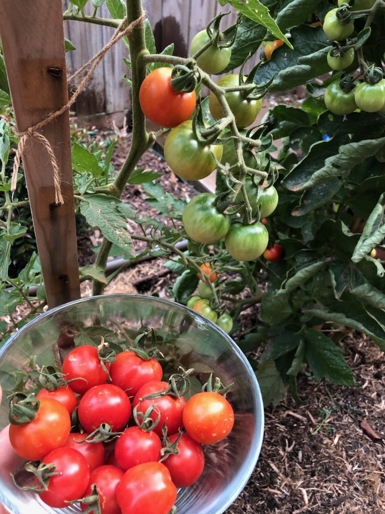 Tommy Toe Cherry Tomatoes - Local Seeds