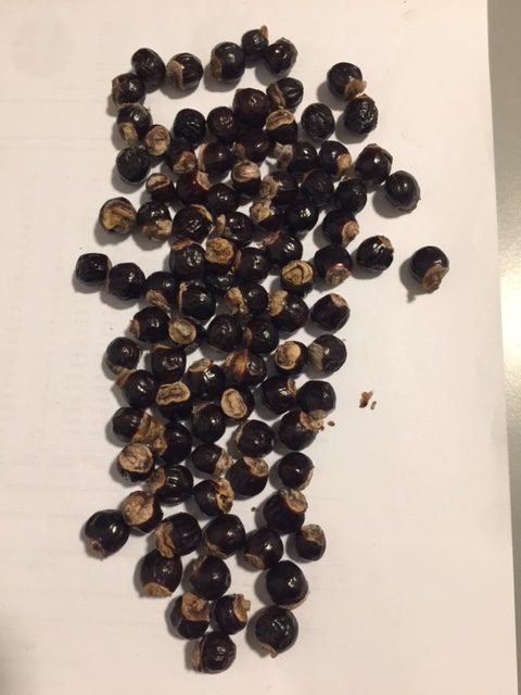 Longan - Local Seeds