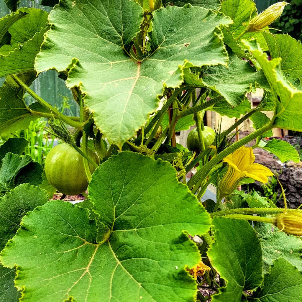 Organic Pumpkin Large Green - Japanese Heirloom - Local Seeds