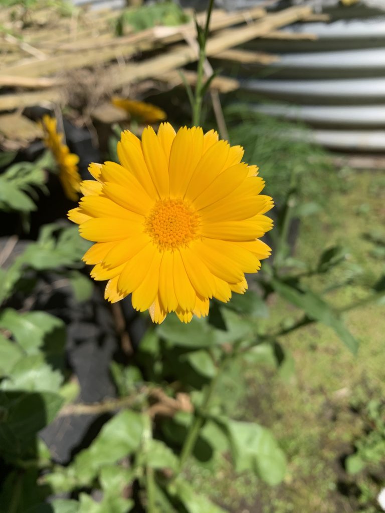 Calendula officinalis - Local Seeds