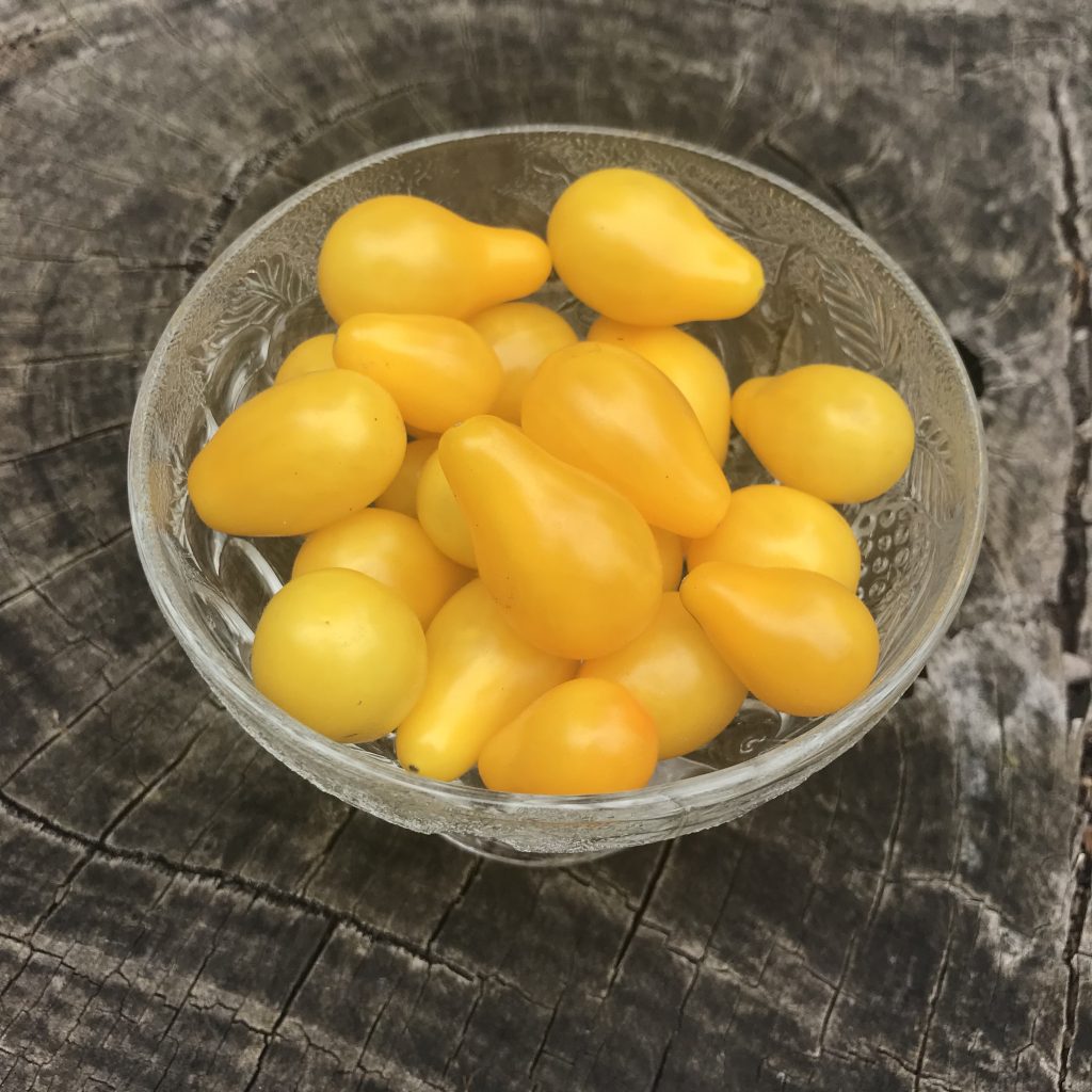Tomato- Mini Yellow Pear - Local Seeds