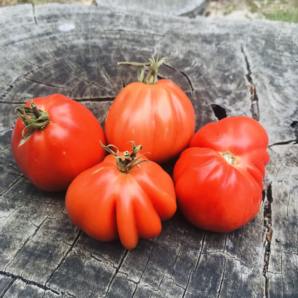 Granny's Throwing Tomato - Local Seeds