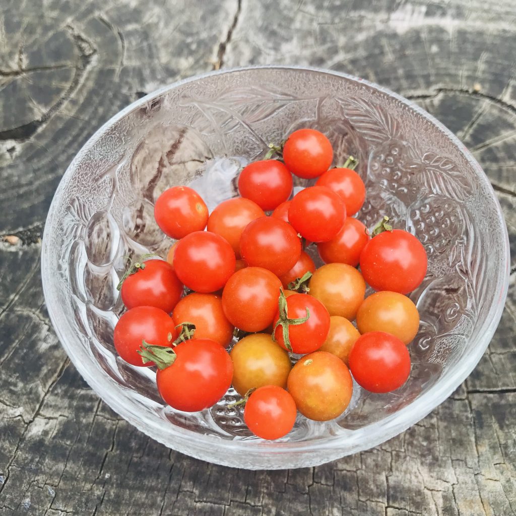 Tomato - Sweet Bite - Local Seeds