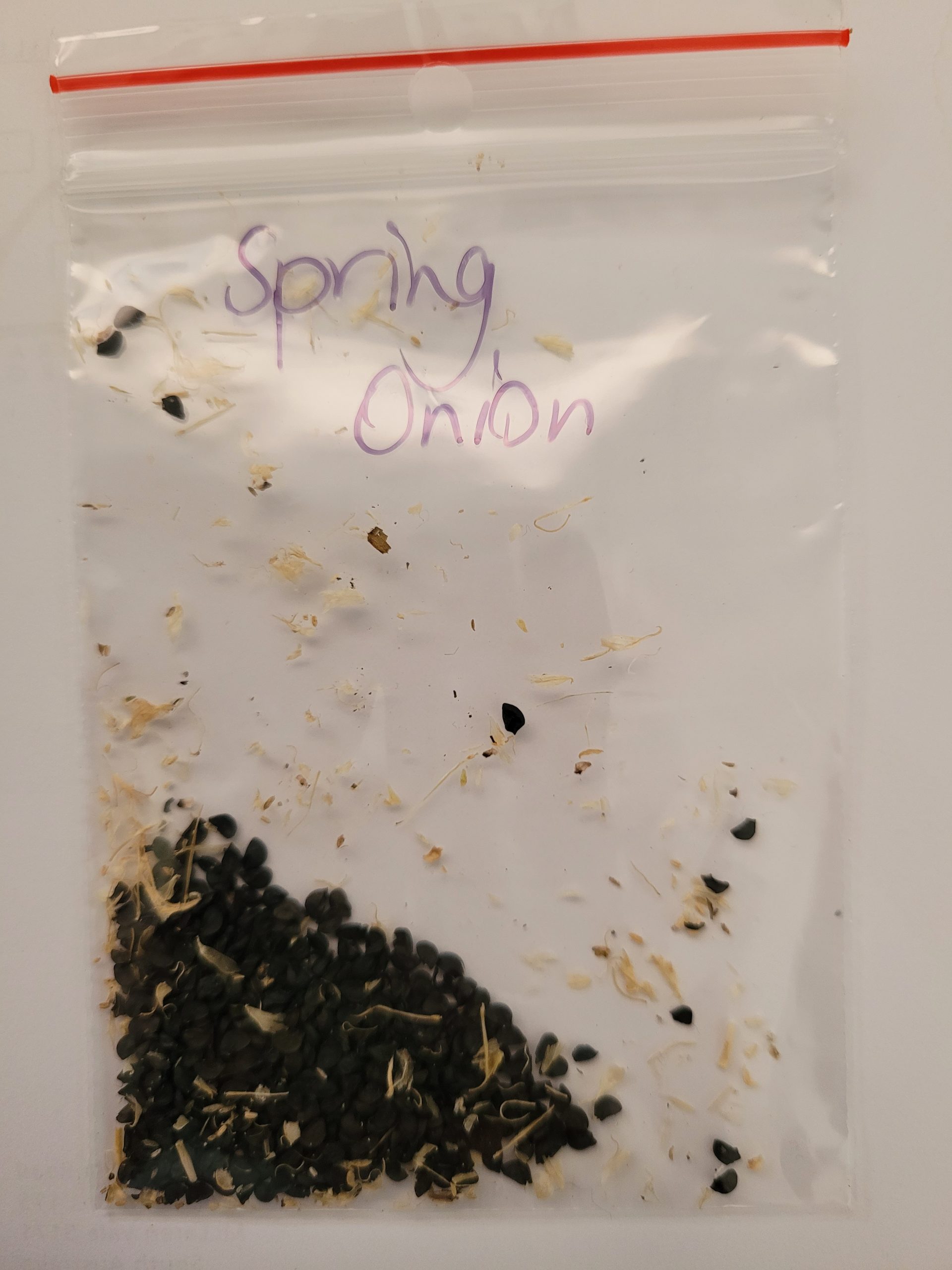Spring Onion - Local Seeds