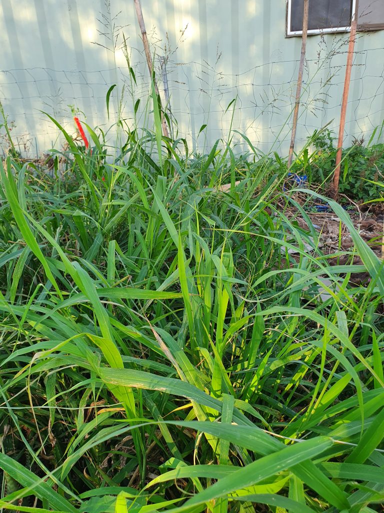Gatton Panic Grass - Local Seeds