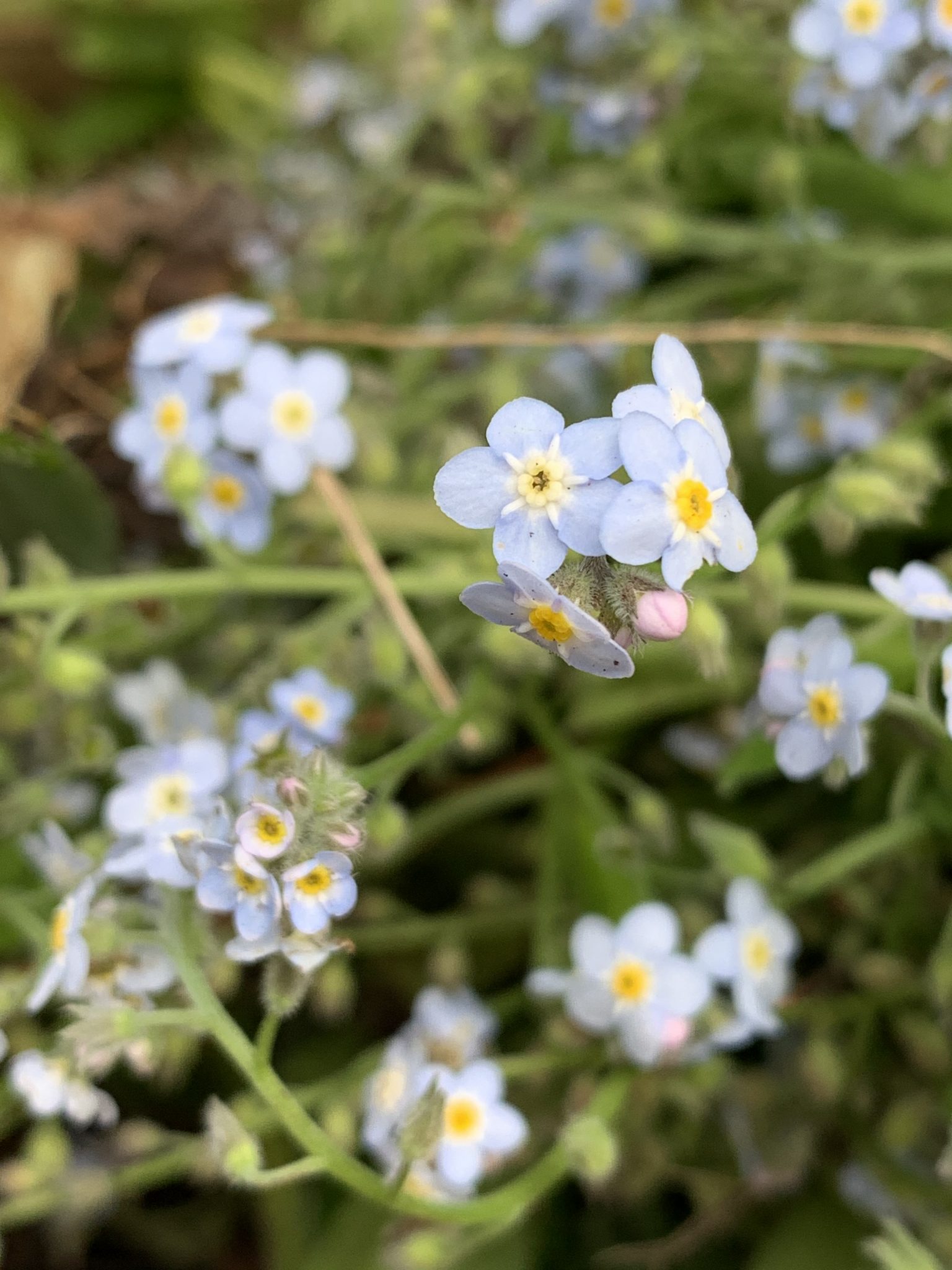 Forget Me Nots - Local Seeds