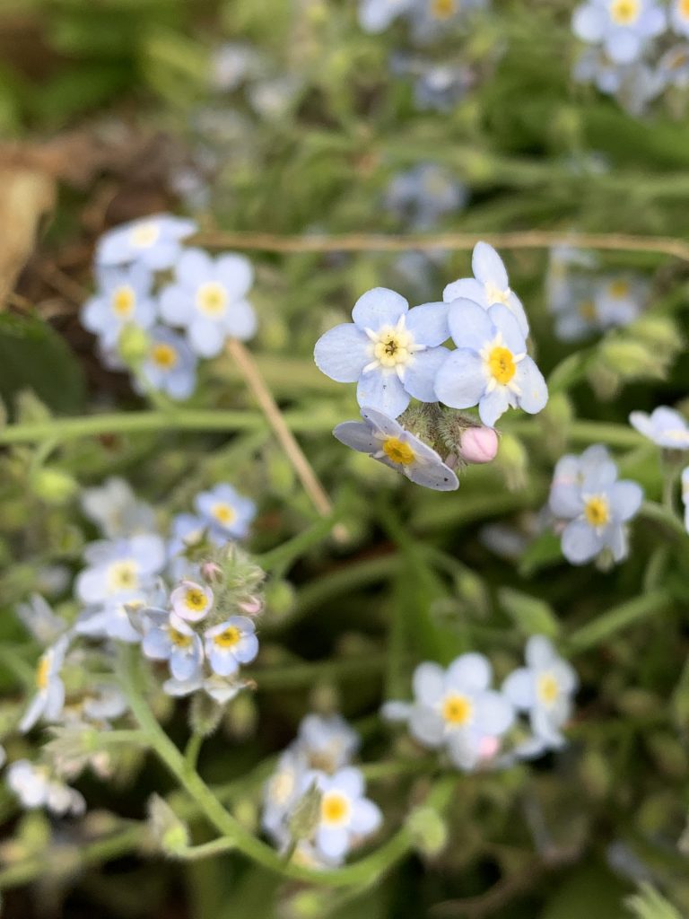 Forget Me Nots - Local Seeds