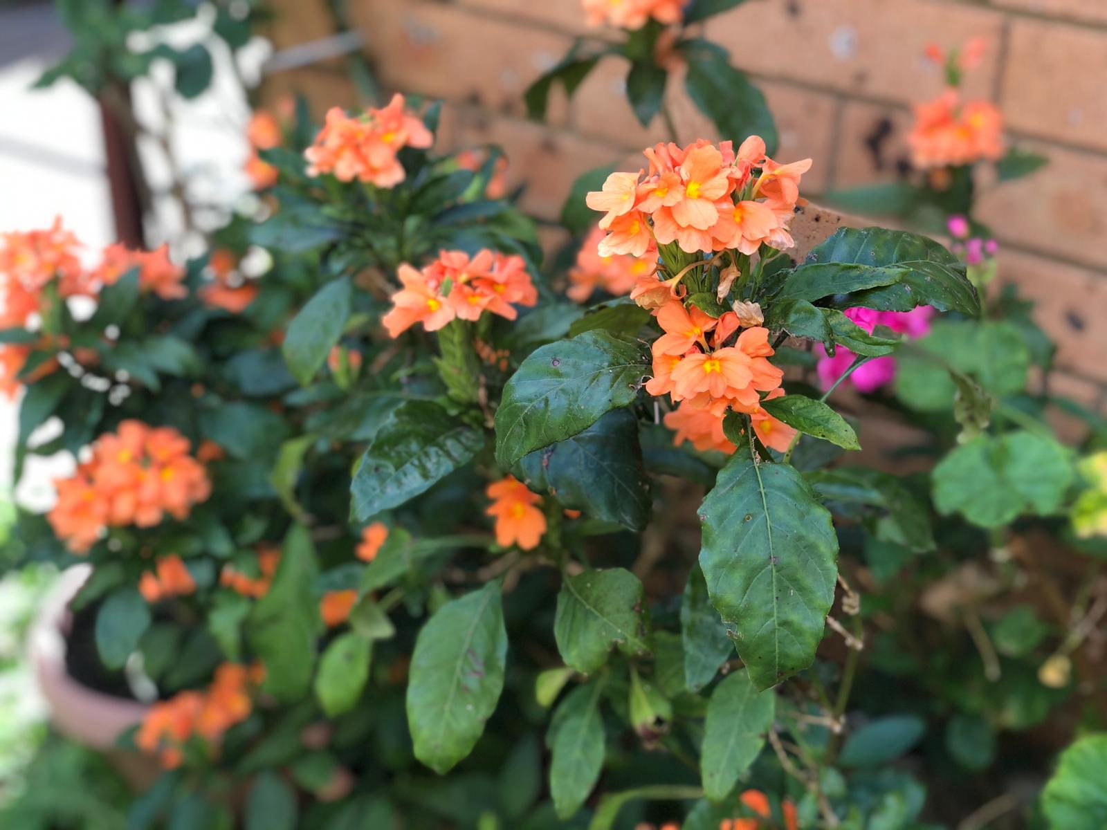 Organic Firecracker flower/ Crossandra infundibuliformis/ Kanakambram ...