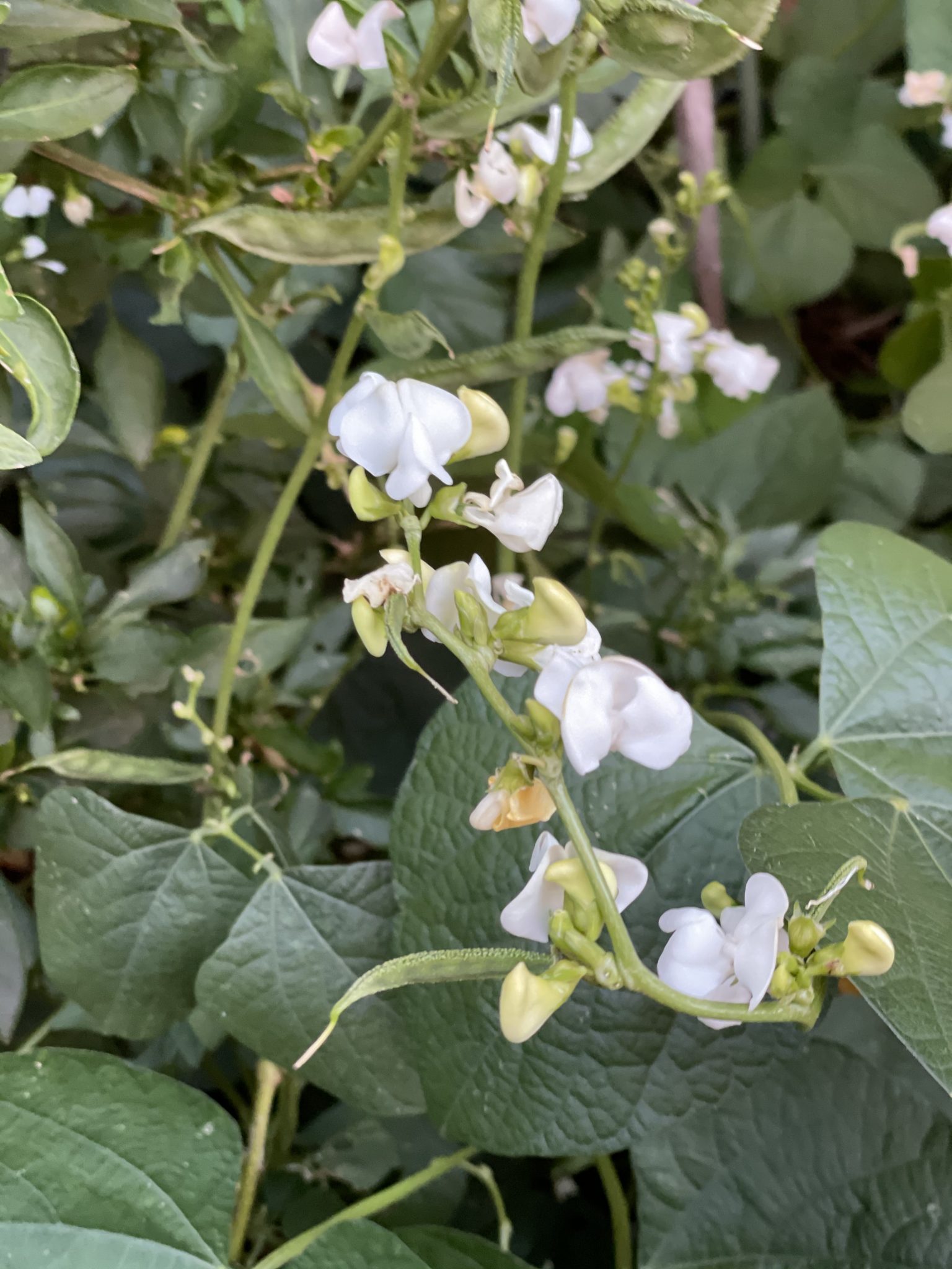 Organic Dolichos Lablab Bean Bush variety / Valor Bean/ Chikkudukaya ...