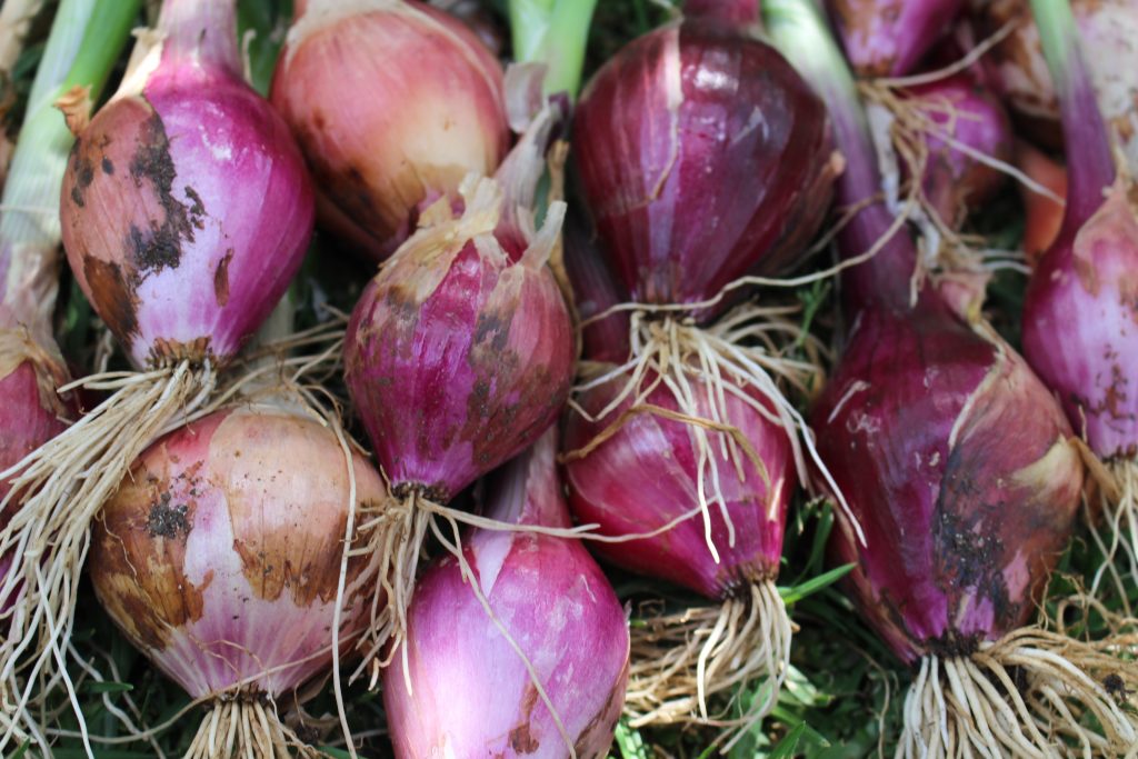 Red Onion - Local Seeds