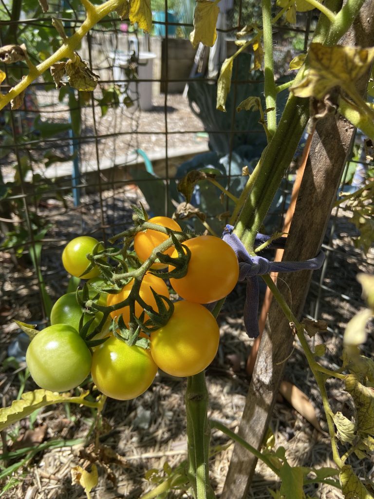 Tomato- Golden Sunrise - Local Seeds