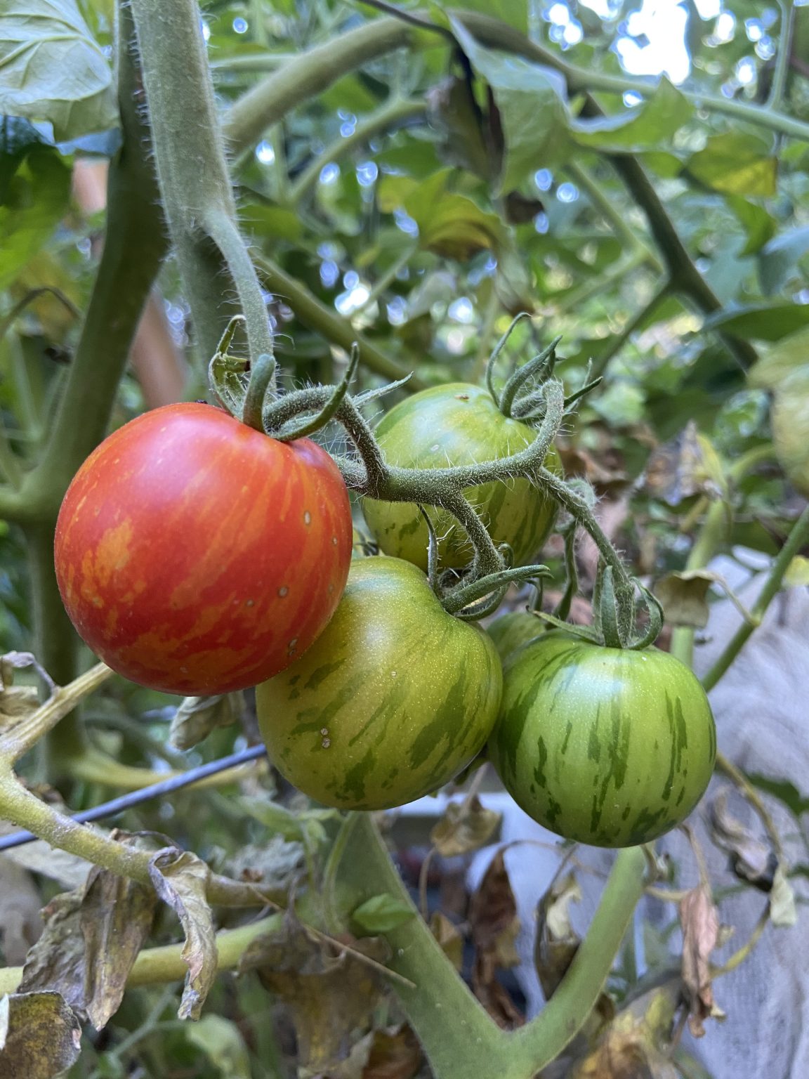 Tomato - Tigerella - Local Seeds