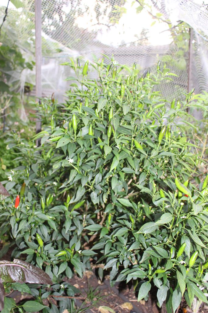 Chilli "Bird's Eye" - Local Seeds