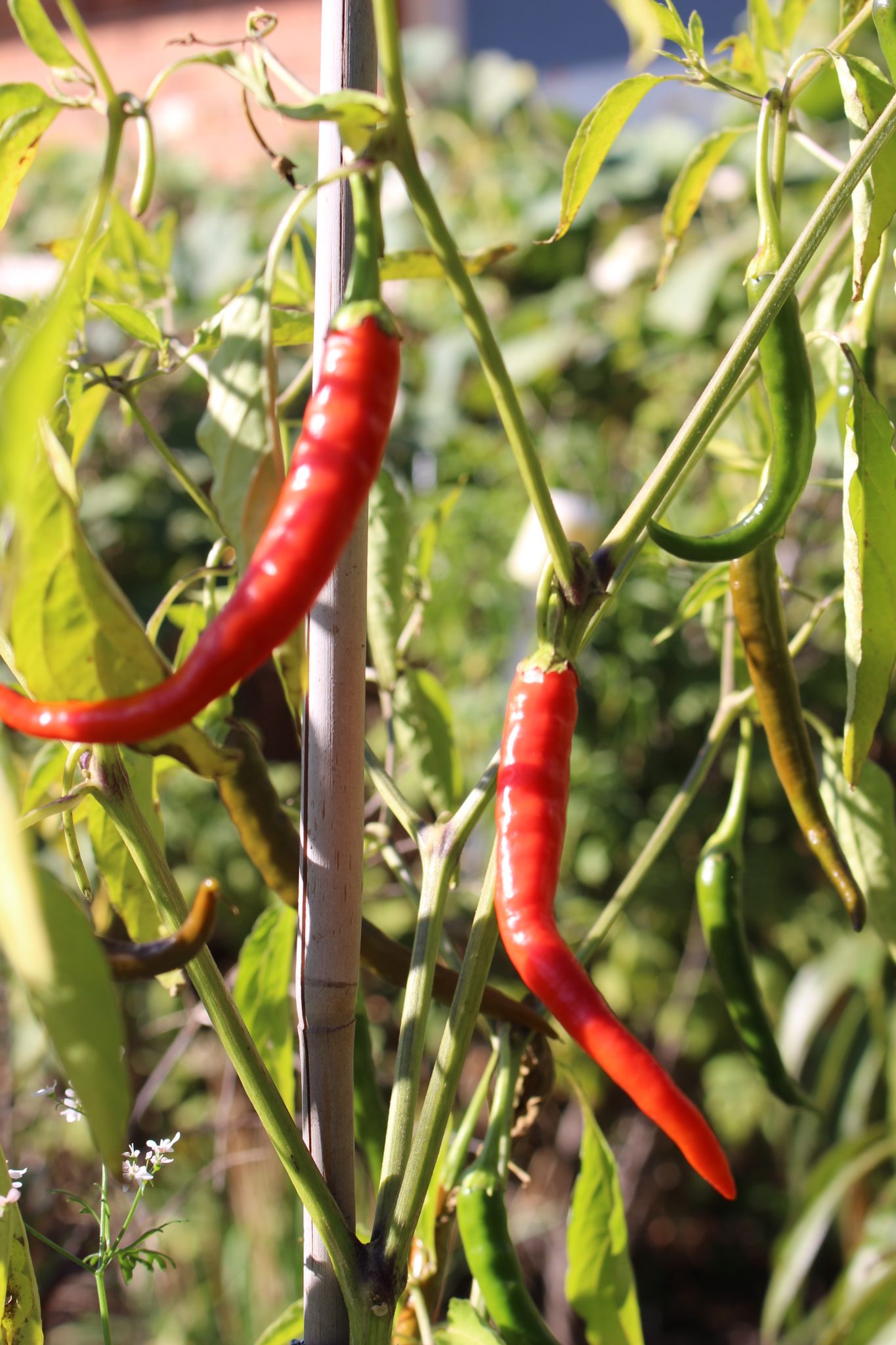 Chilli "Red Cayenne" - Local Seeds