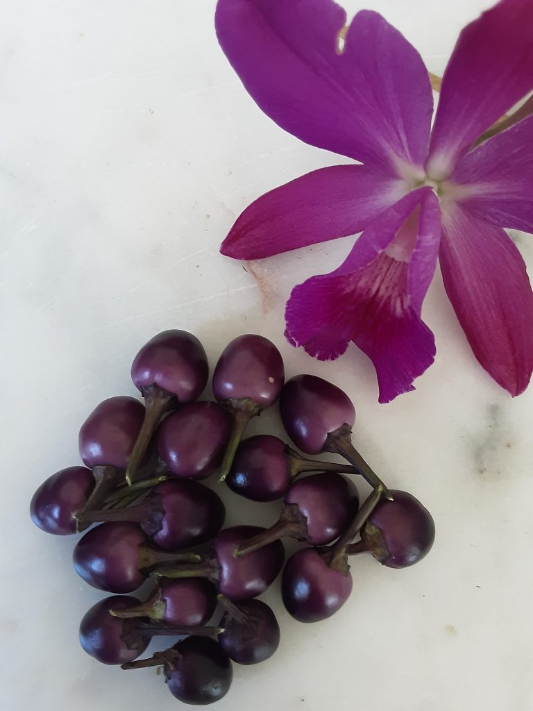Purple Prince - C. annum. - Local Seeds