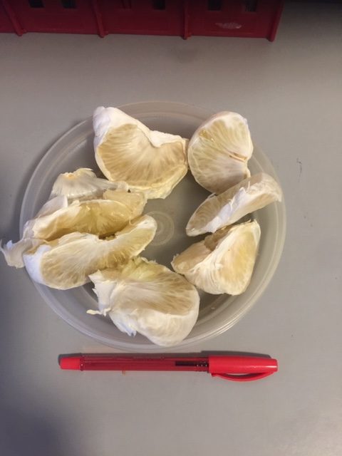Pomelo - Local Seeds