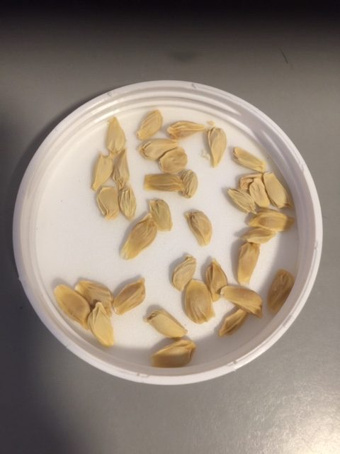 Pomelo - Local Seeds