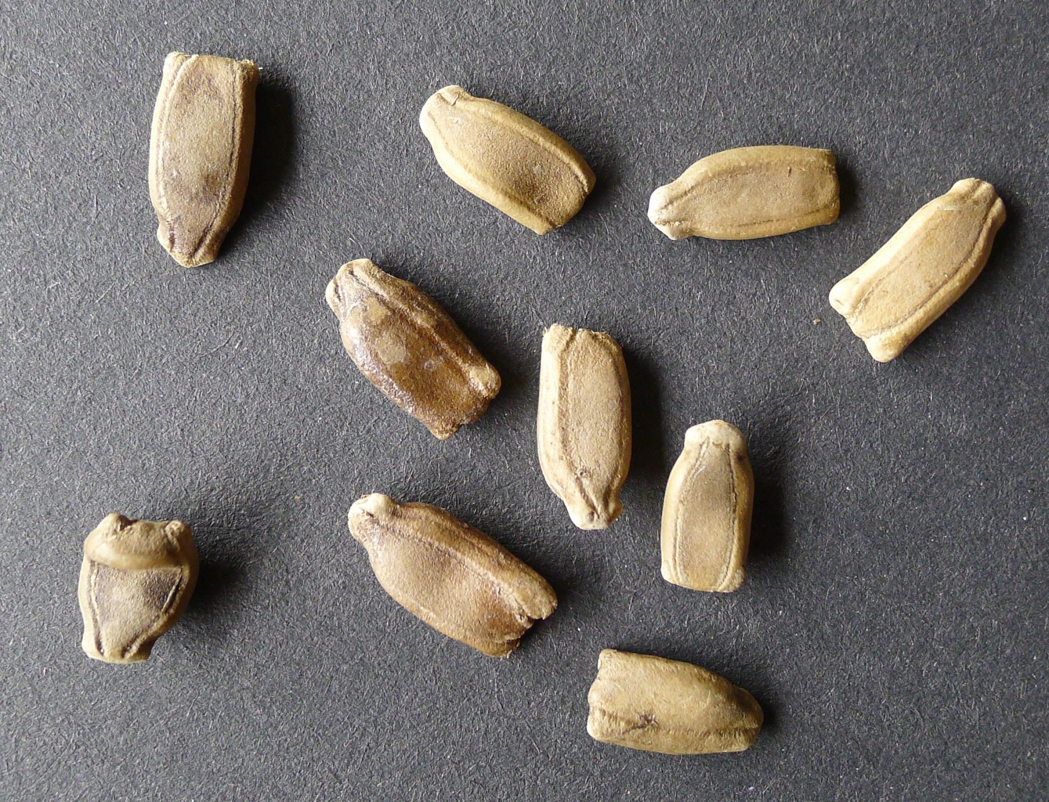 New Guinea Bean - Local Seeds