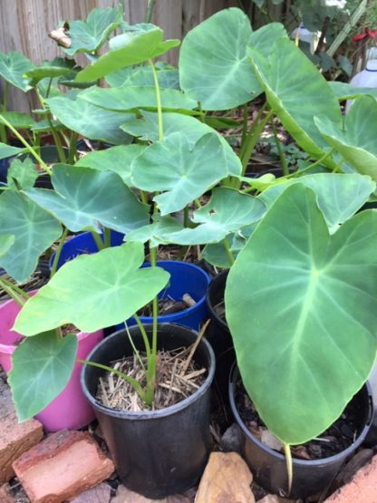 Taro seedling plants - Local Seeds