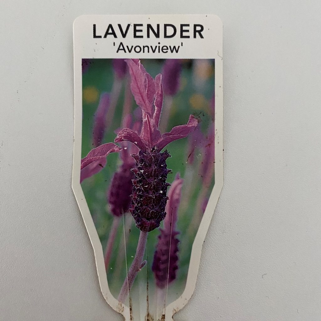 Avonview Lavender - Local Seeds