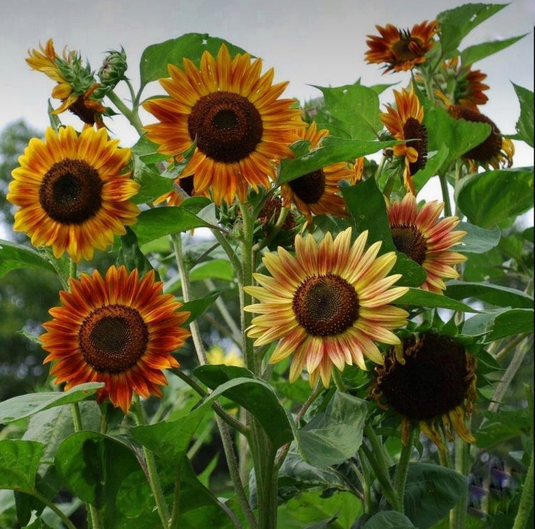 Evening Sun Ornamental Sunflower - Local Seeds