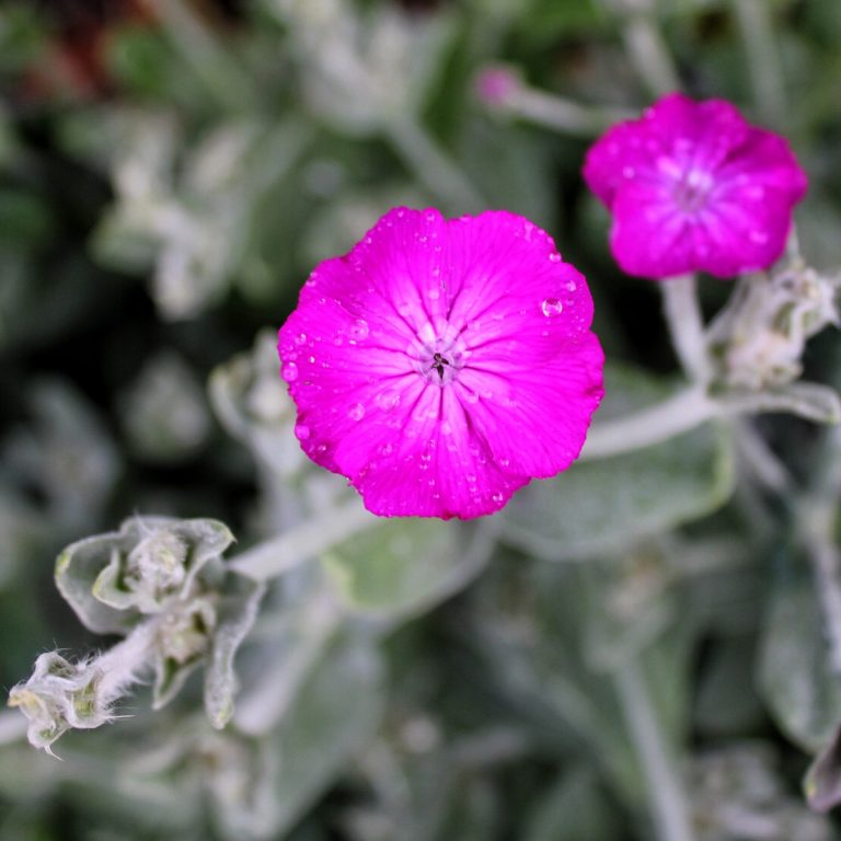 Rose Campion - Local Seeds