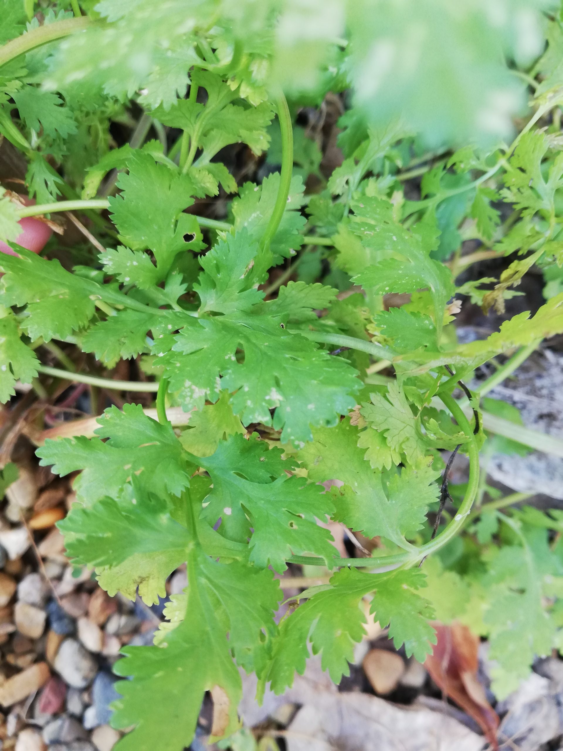Coriander - Local Seeds