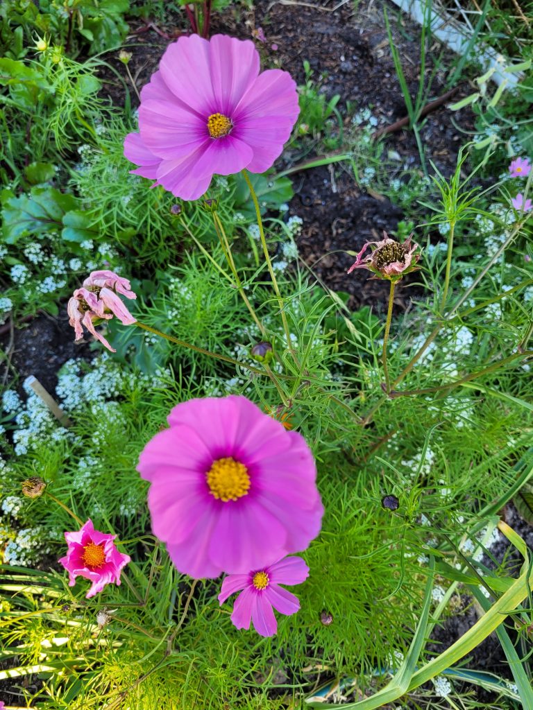 Pink cosmos - Local Seeds