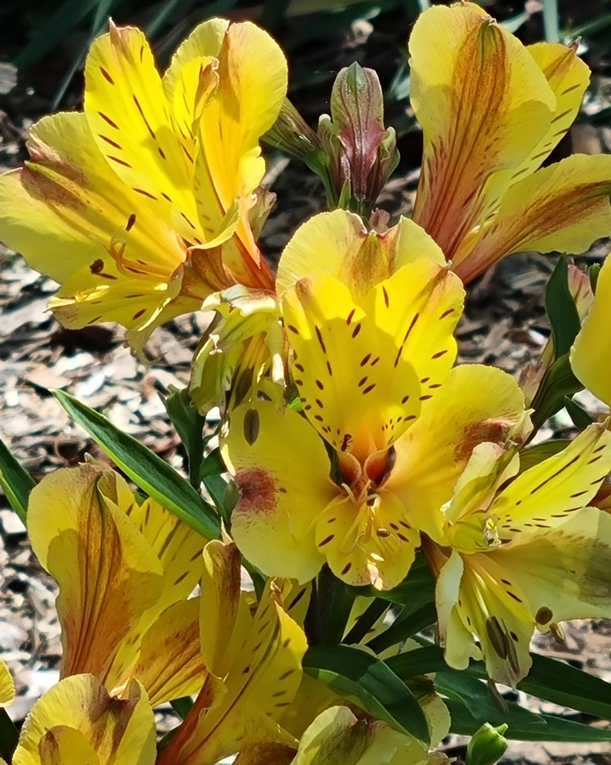 Alstroemeria - Peruvian lily / Princess lily - Local Seeds