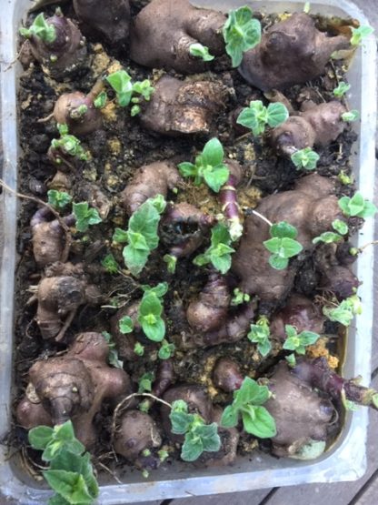 Yacon seedling plants - Local Seeds