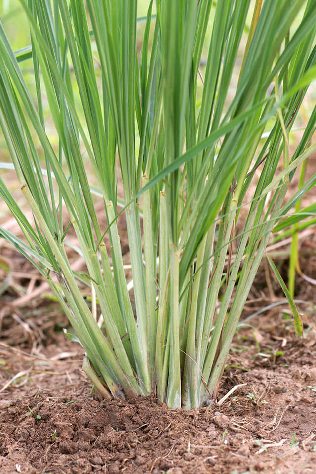 Lemongrass - Local Seeds