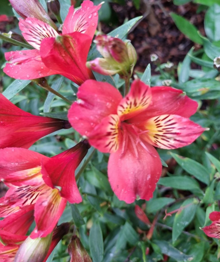 Alstroemeria - Princess lily Red - Local Seeds