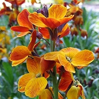 Wallflower Bedder mix - Local Seeds