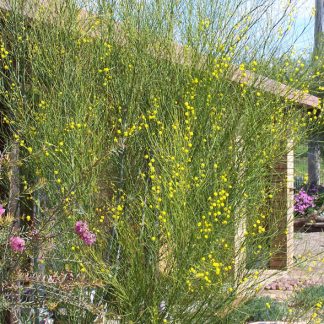 Acacia Uncifolia - Coast Wirilda - Local Seeds