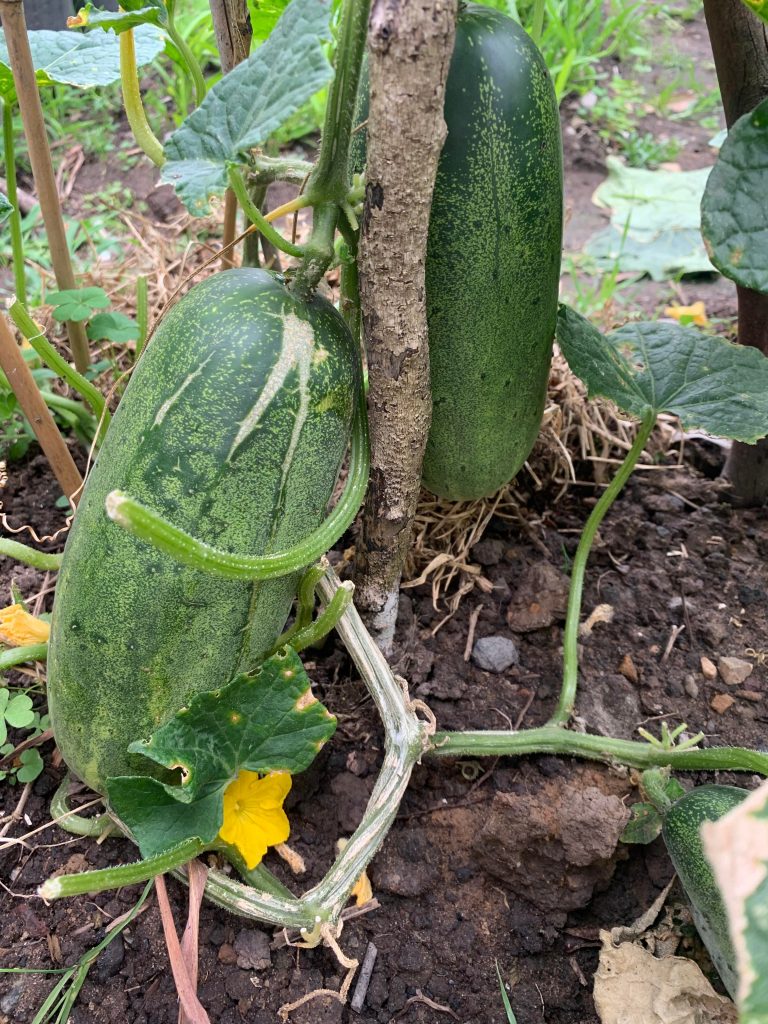 Giant cucumber/ Dưa leo mèo - Local Seeds