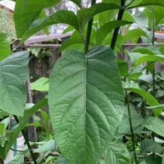 2 Giant Emperor Lychee Seedlings In A Pot - Local Seeds