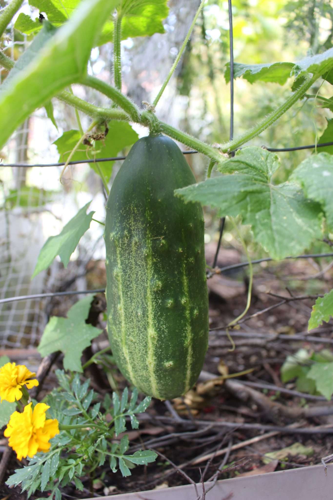 Spacemaster Cucumber - Local Seeds