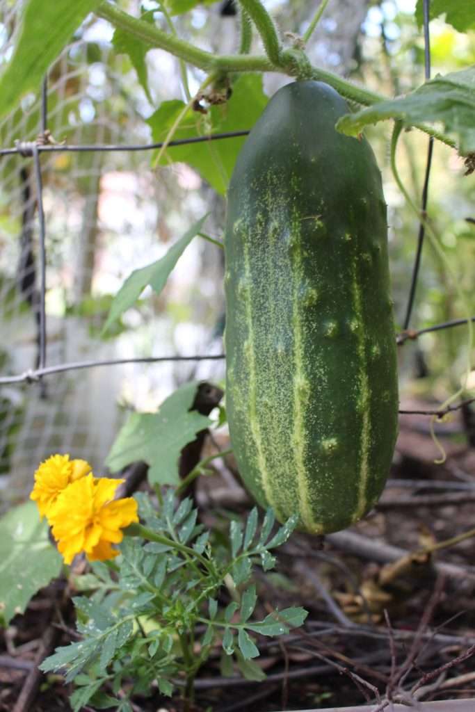 Spacemaster Cucumber - Local Seeds
