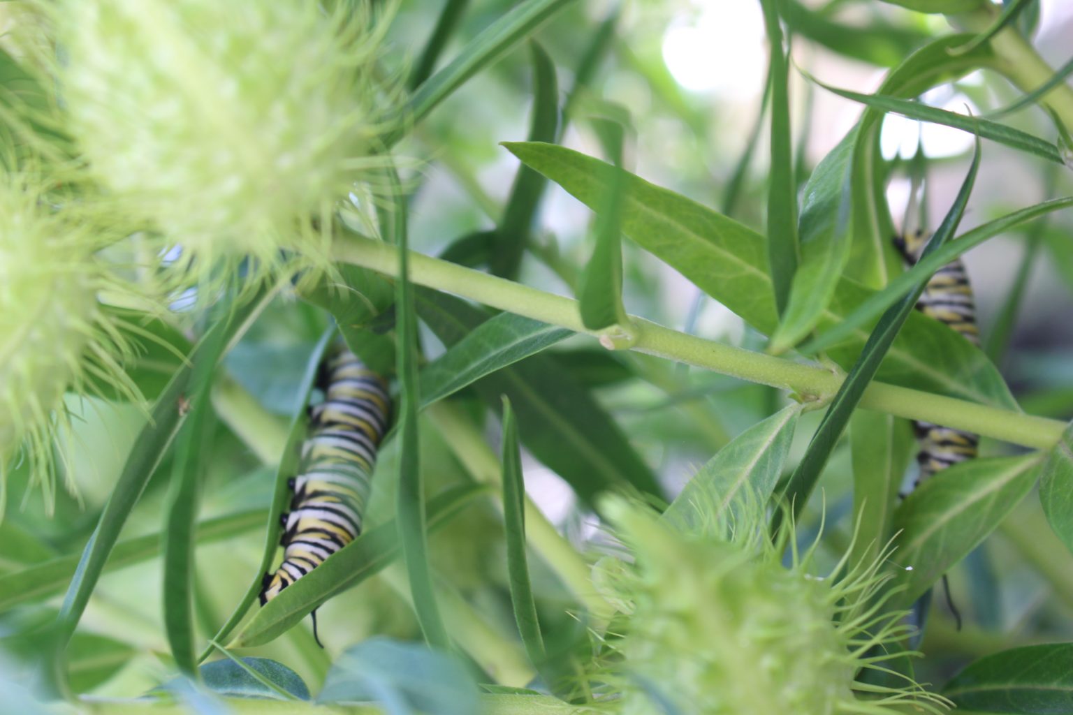 Swan Plant Milkweed - Local Seeds