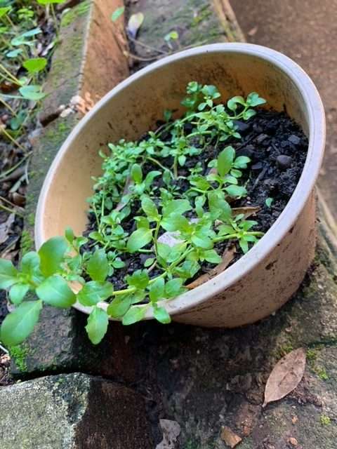 Penny Royal plant - Local Seeds