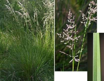 Poa Labillardierei - Common Tussock-Grass - Local Seeds