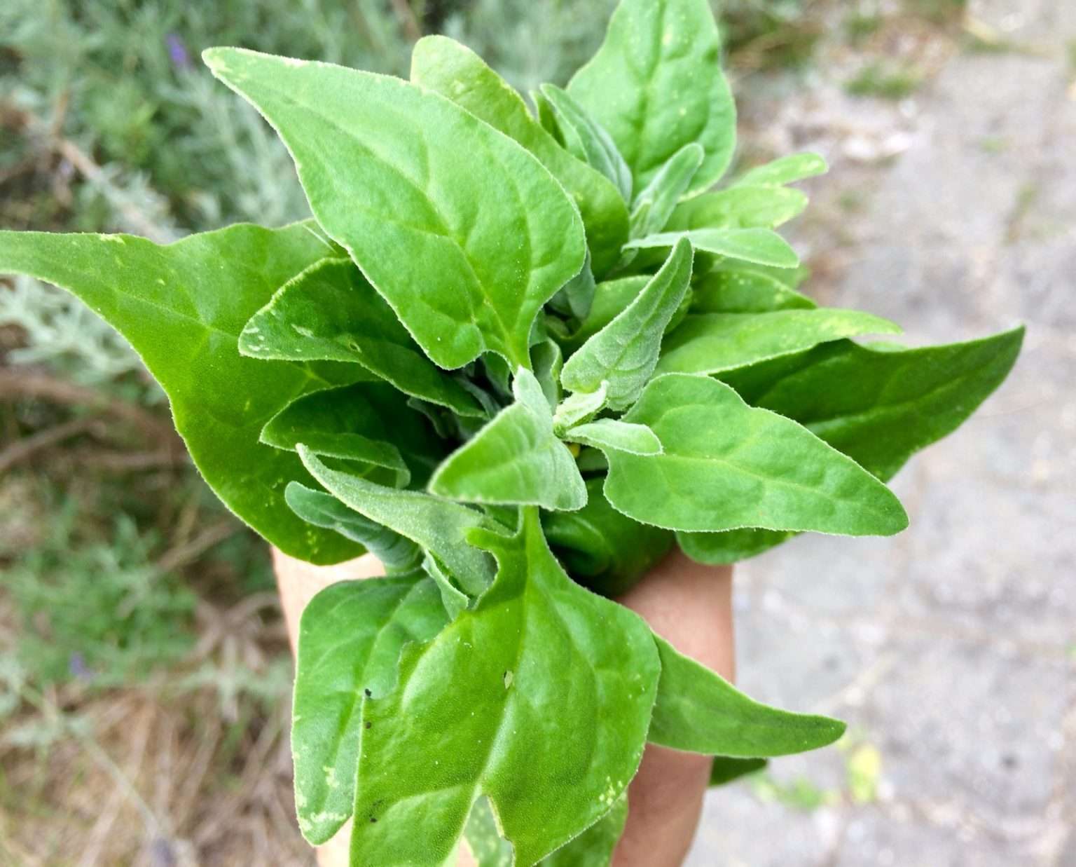 Tetragonia Tetragonioides - Warrigal Greens - Local Seeds