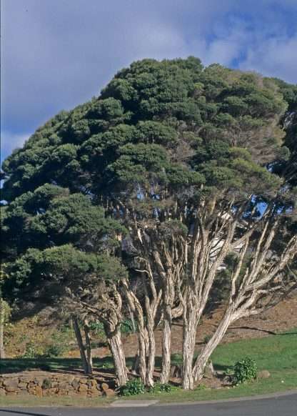 Melaleuca ericifolia - Swamp Paperbark - Local Seeds