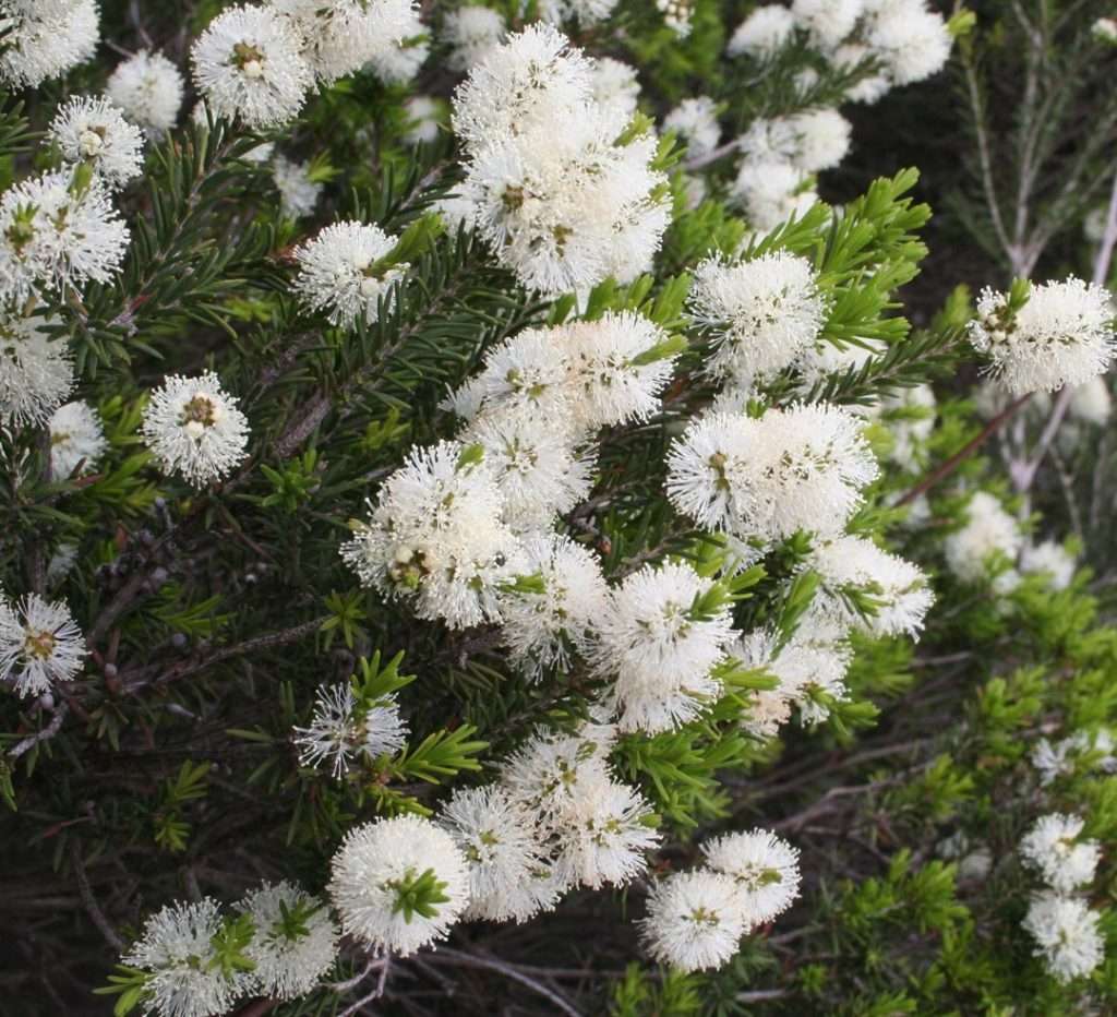 Melaleuca ericifolia - Swamp Paperbark - Local Seeds