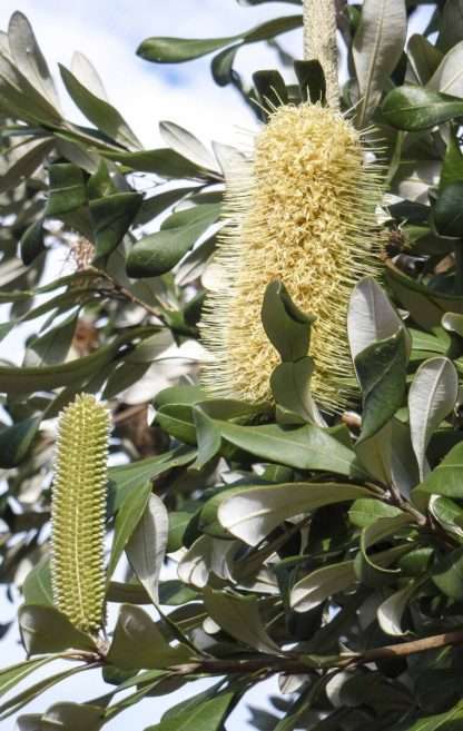 5 x Native Plants - Banksia Integrifolia - Coast Banksia - Local Seeds