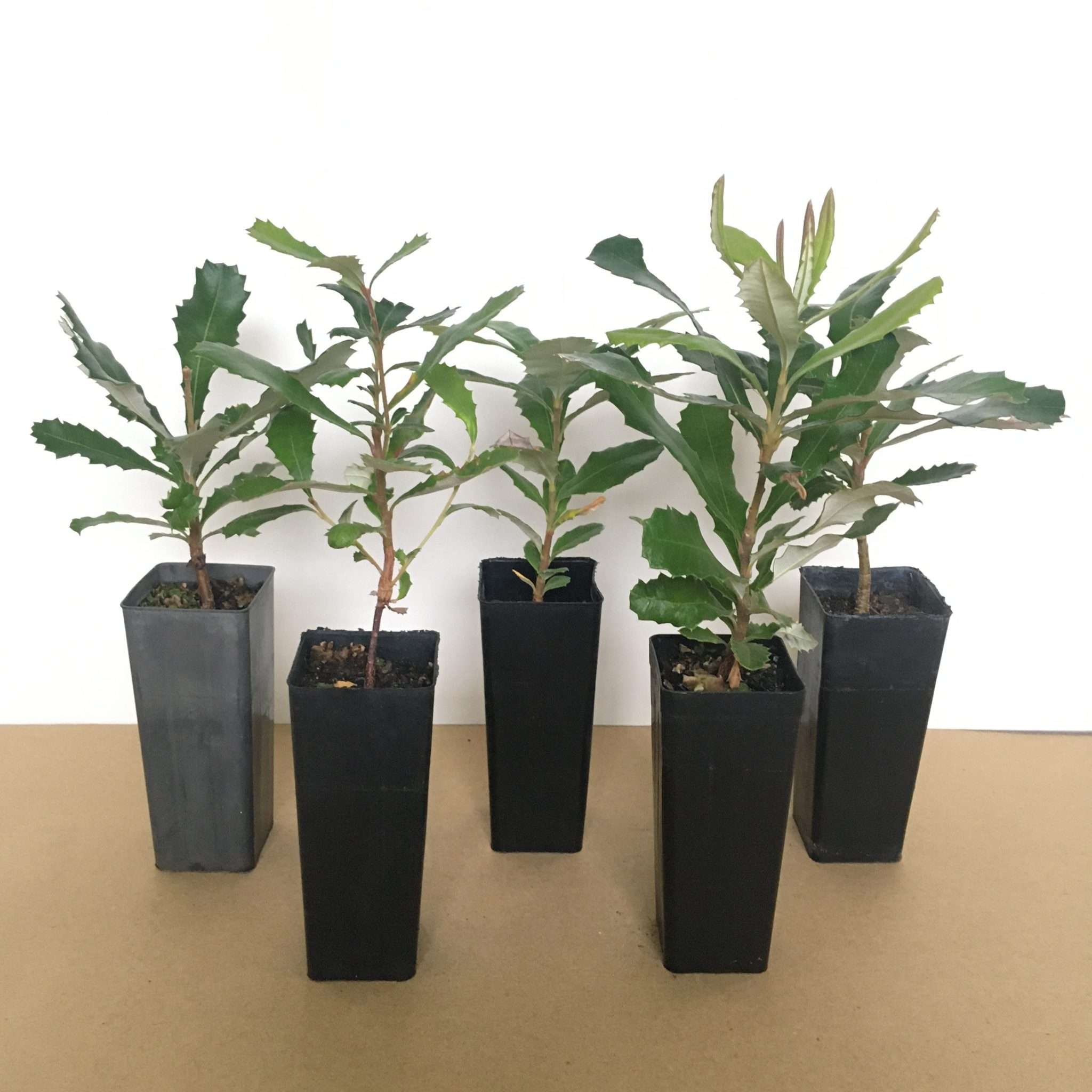 5 x Native Plants - Banksia Integrifolia - Coast Banksia - Local Seeds