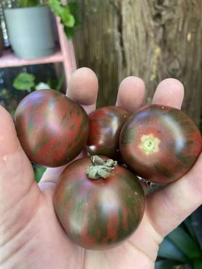 Tomato - Violet Jasper - Local Seeds