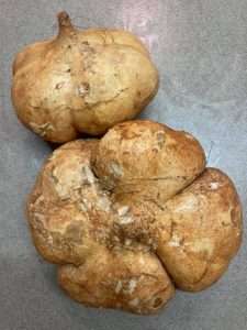 Jicama - Local Seeds