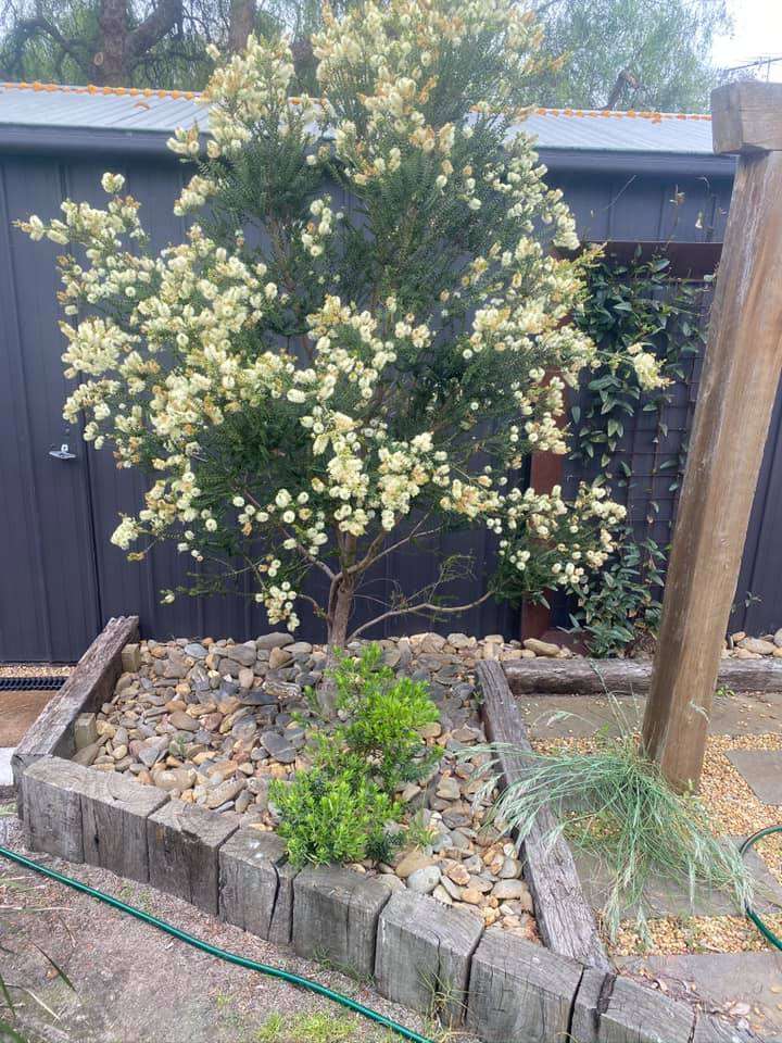 Melaleuca Squarrosa - Scented Paperbark - Local Seeds