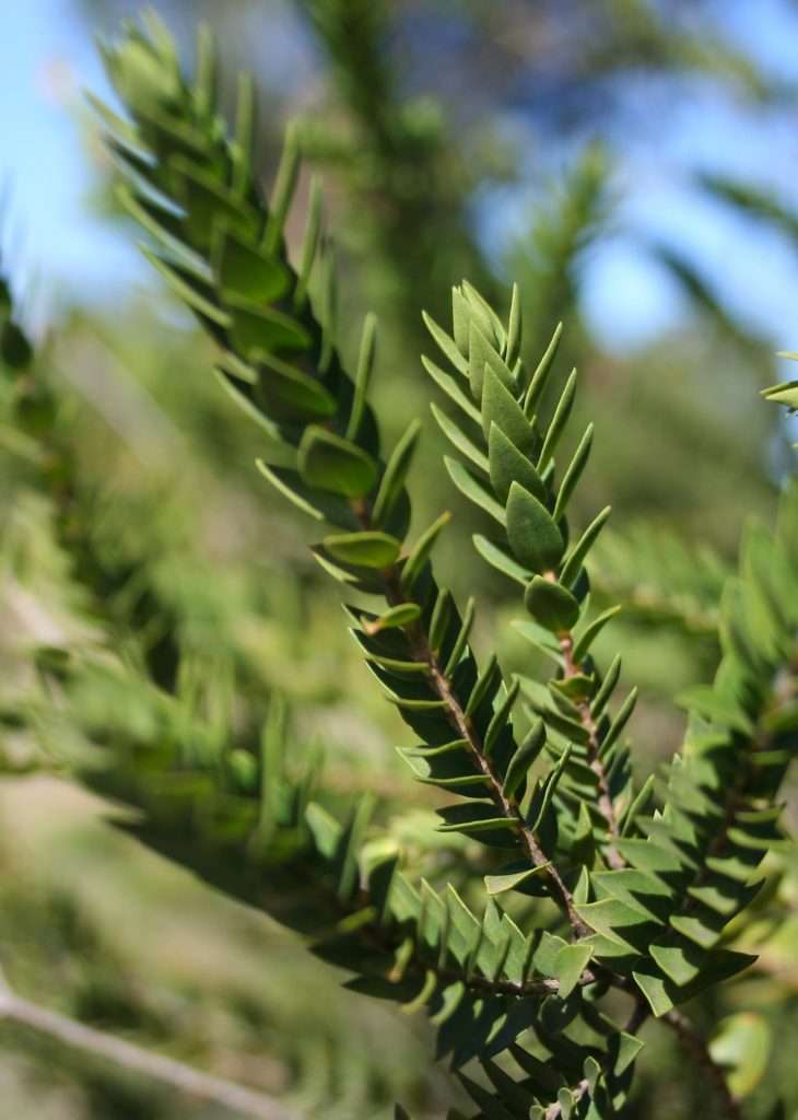 Melaleuca Squarrosa - Scented Paperbark - Local Seeds